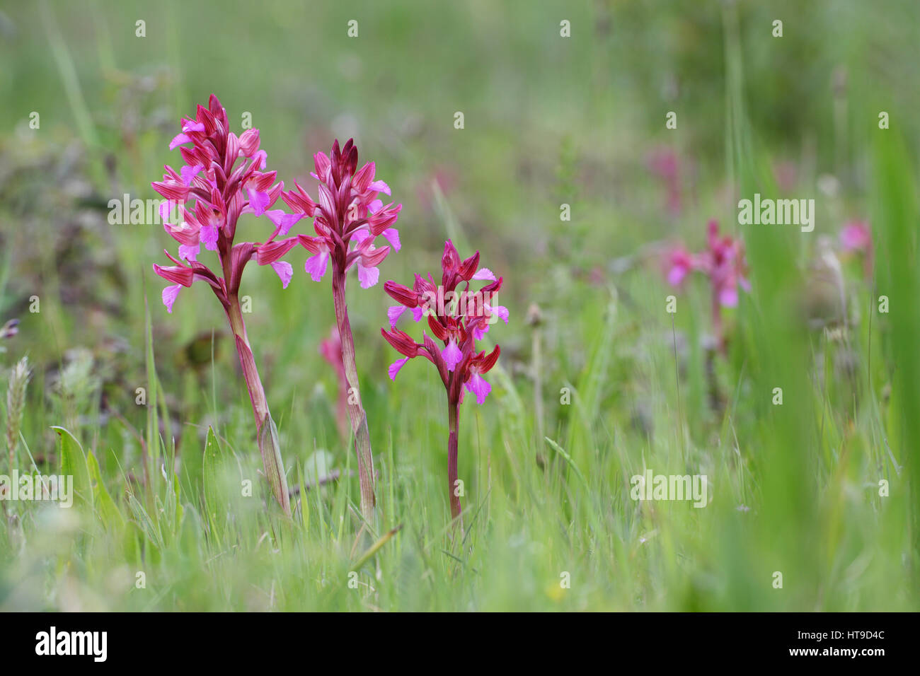 Pink butterfly orchid Orchis papilionacea Corsica France Stock Photo ...