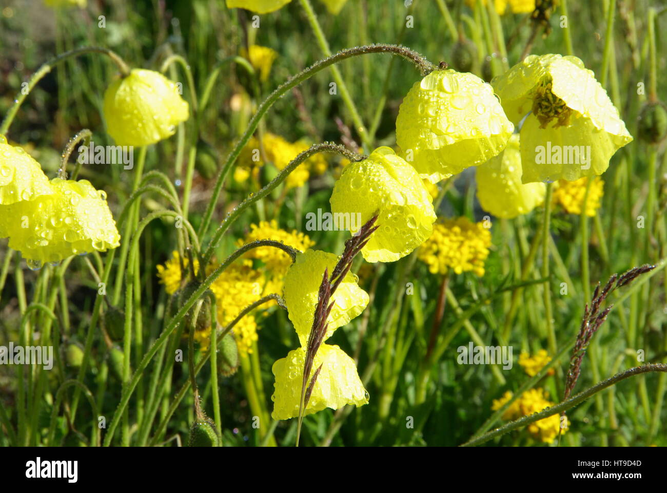 Beautiful mountain flowers. Flora of mountain ranges Stock Photo - Alamy