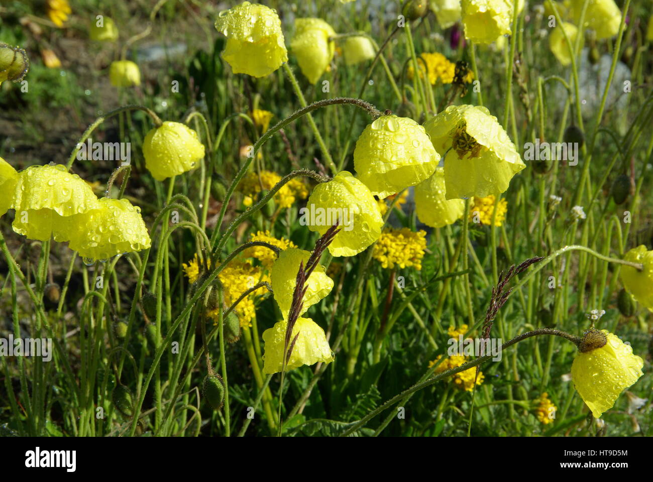 Beautiful mountain flowers. Flora of mountain ranges Stock Photo - Alamy