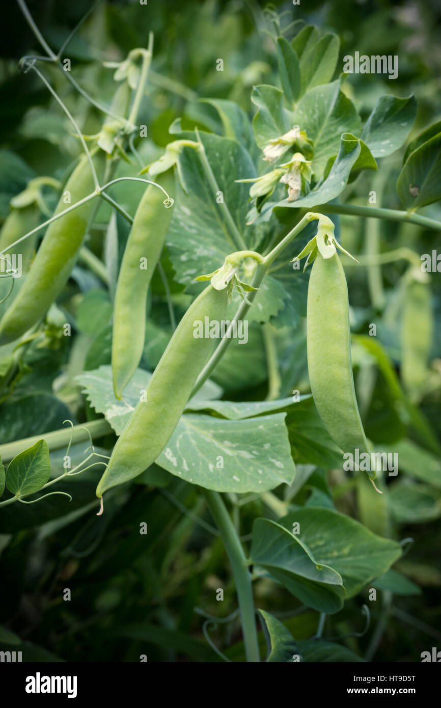 Ripe green peas in a garden Stock Photo - Alamy