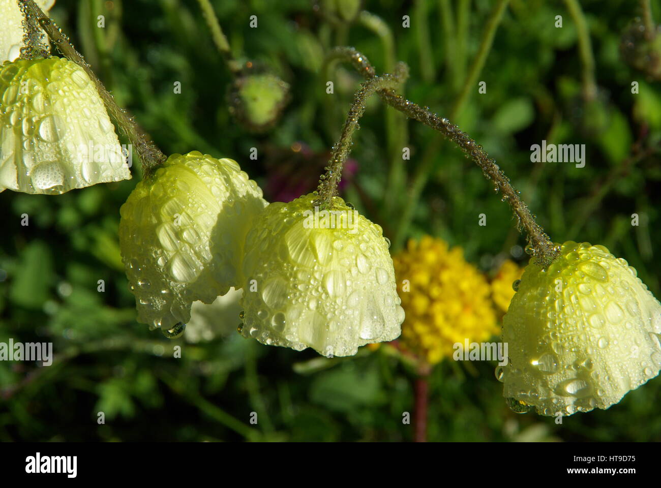 Beautiful mountain flowers. Flora of mountain ranges Stock Photo - Alamy