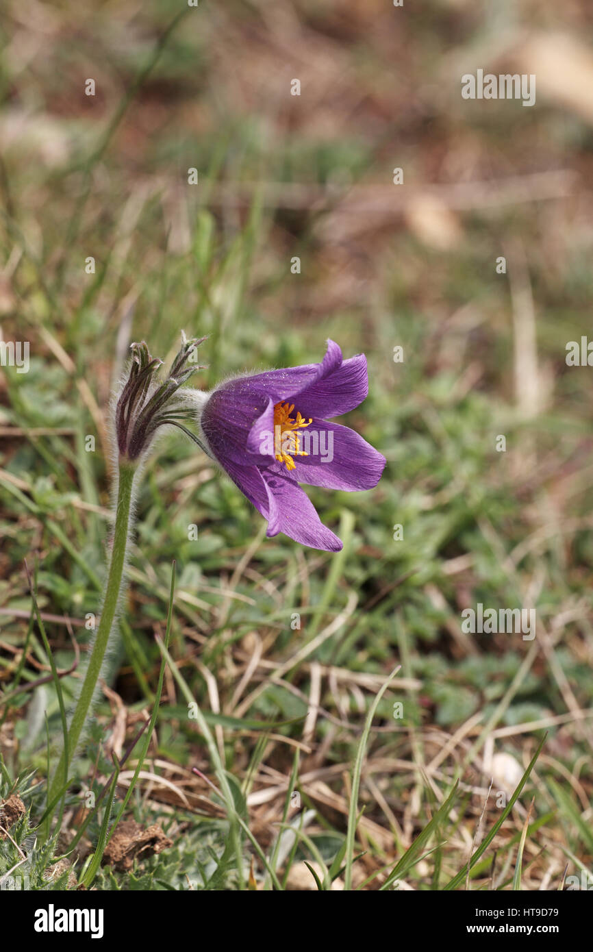 Pasque flower Pulsatilla vulgaris Barnsley Warren National Nature ...