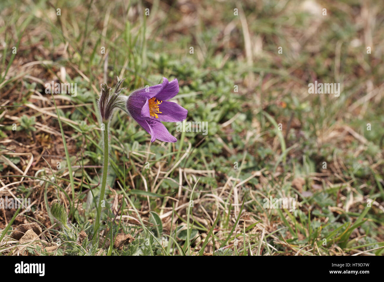 Pasque flower Pulsatilla vulgaris Barnsley Warren National Nature ...