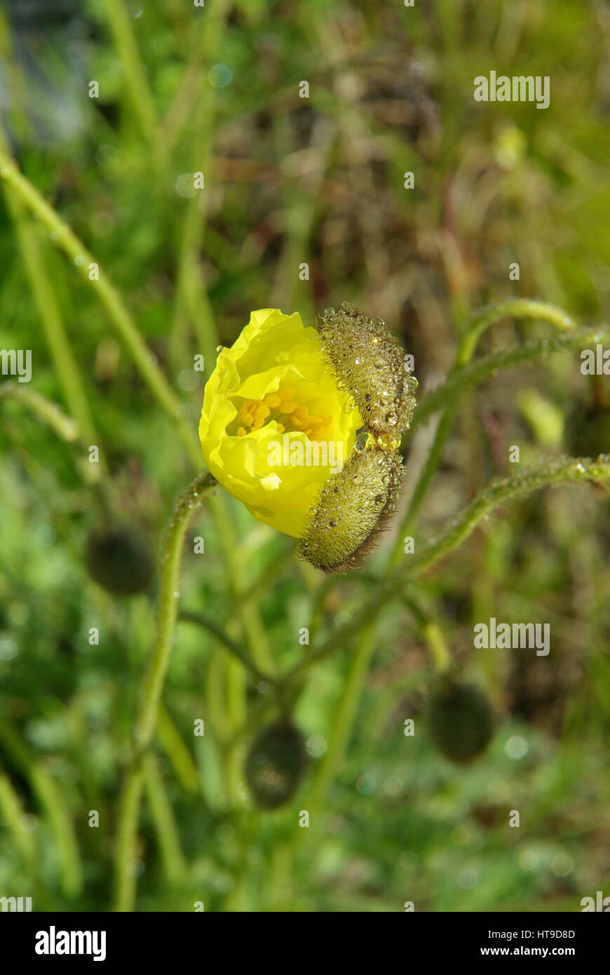 Beautiful mountain flowers. Flora of mountain ranges Stock Photo - Alamy