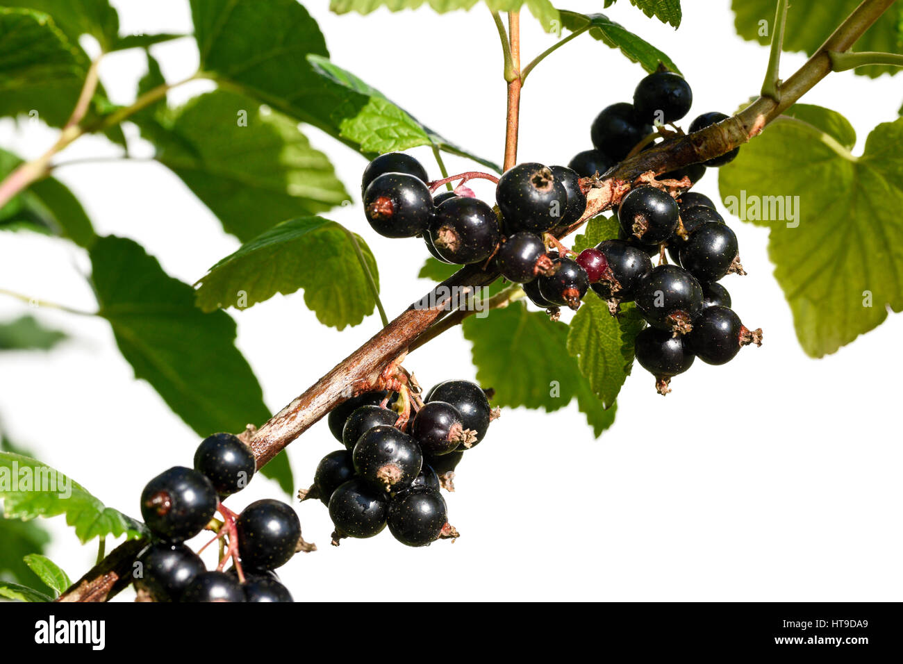 Black currant branch hi-res stock photography and images - Alamy