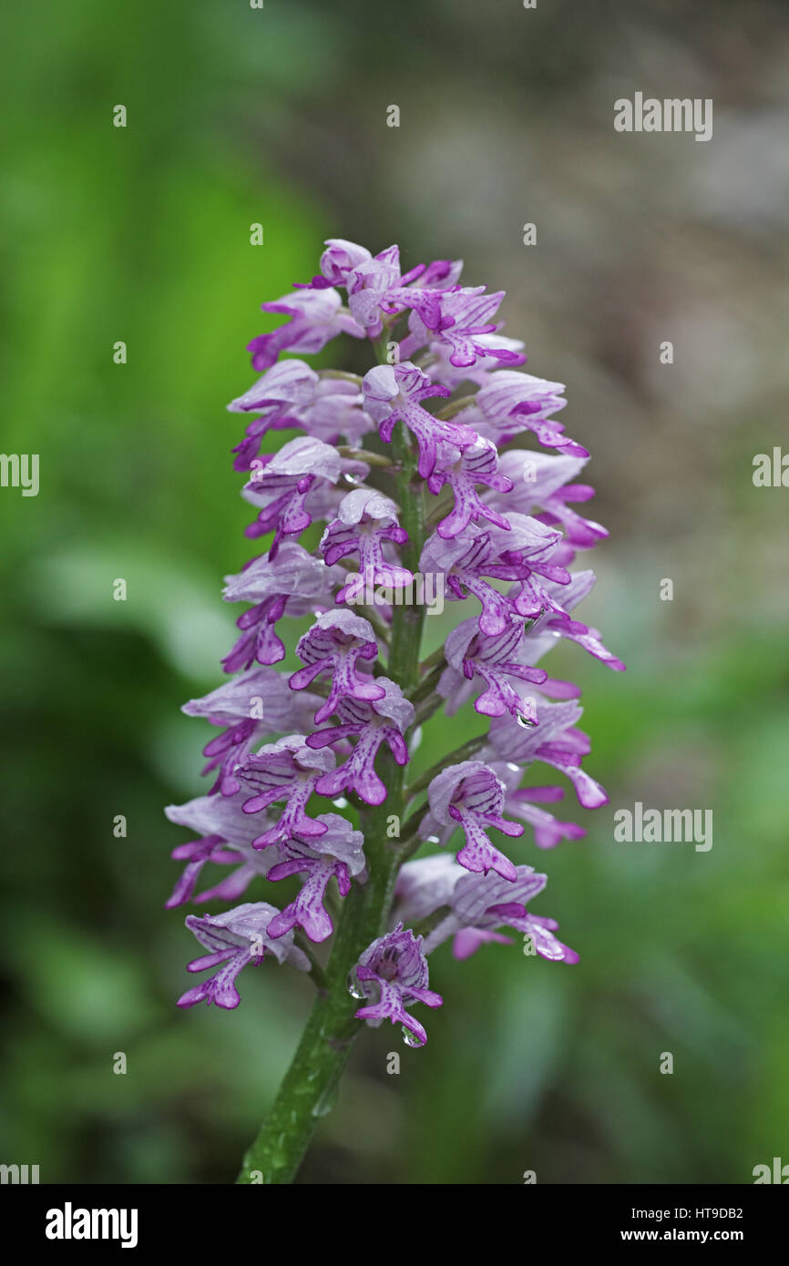 Military orchid Orchis militaris Stock Photo - Alamy