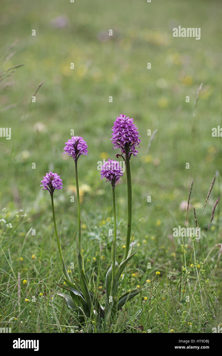 Orchis tridentata hi-res stock photography and images - Alamy