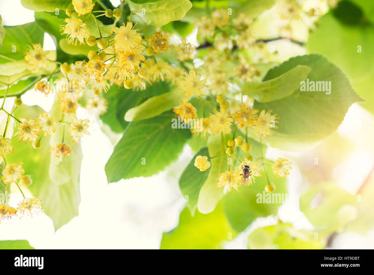 Blooming linden, lime tree in bloom with bees and sunflare Stock Photo ...