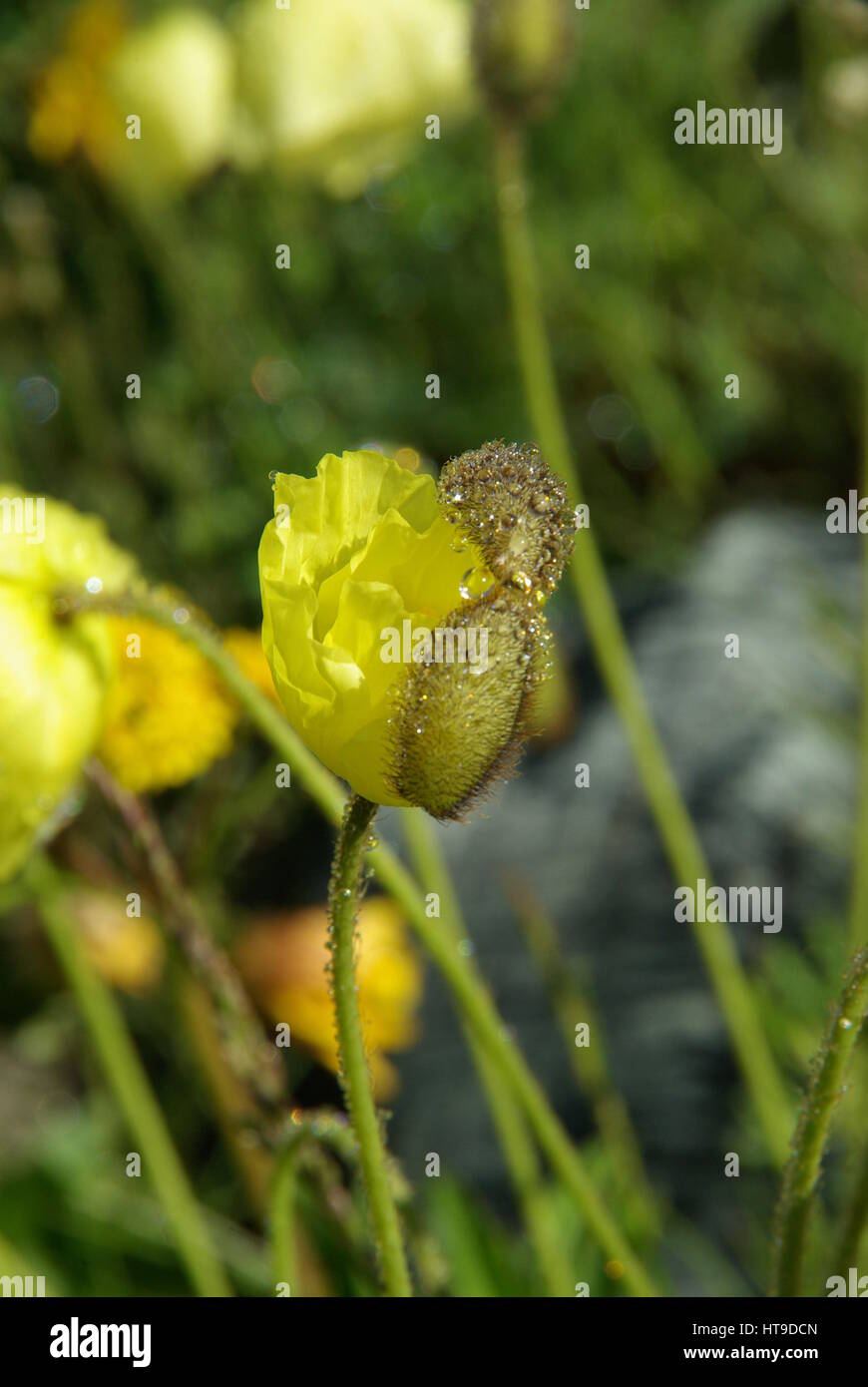 Beautiful mountain flowers. Flora of mountain ranges Stock Photo - Alamy