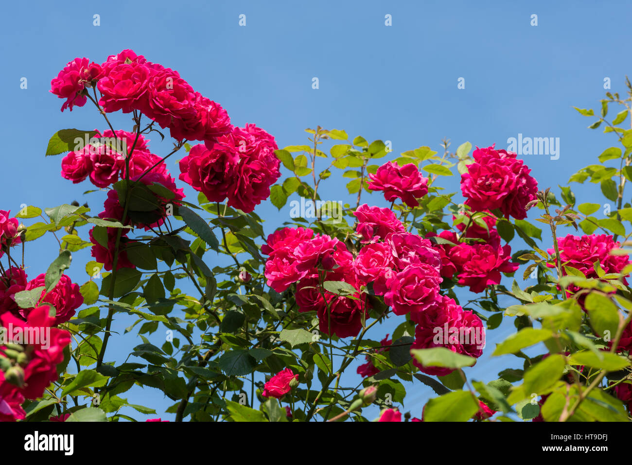 beautiful bush of red roses Stock Photo - Alamy