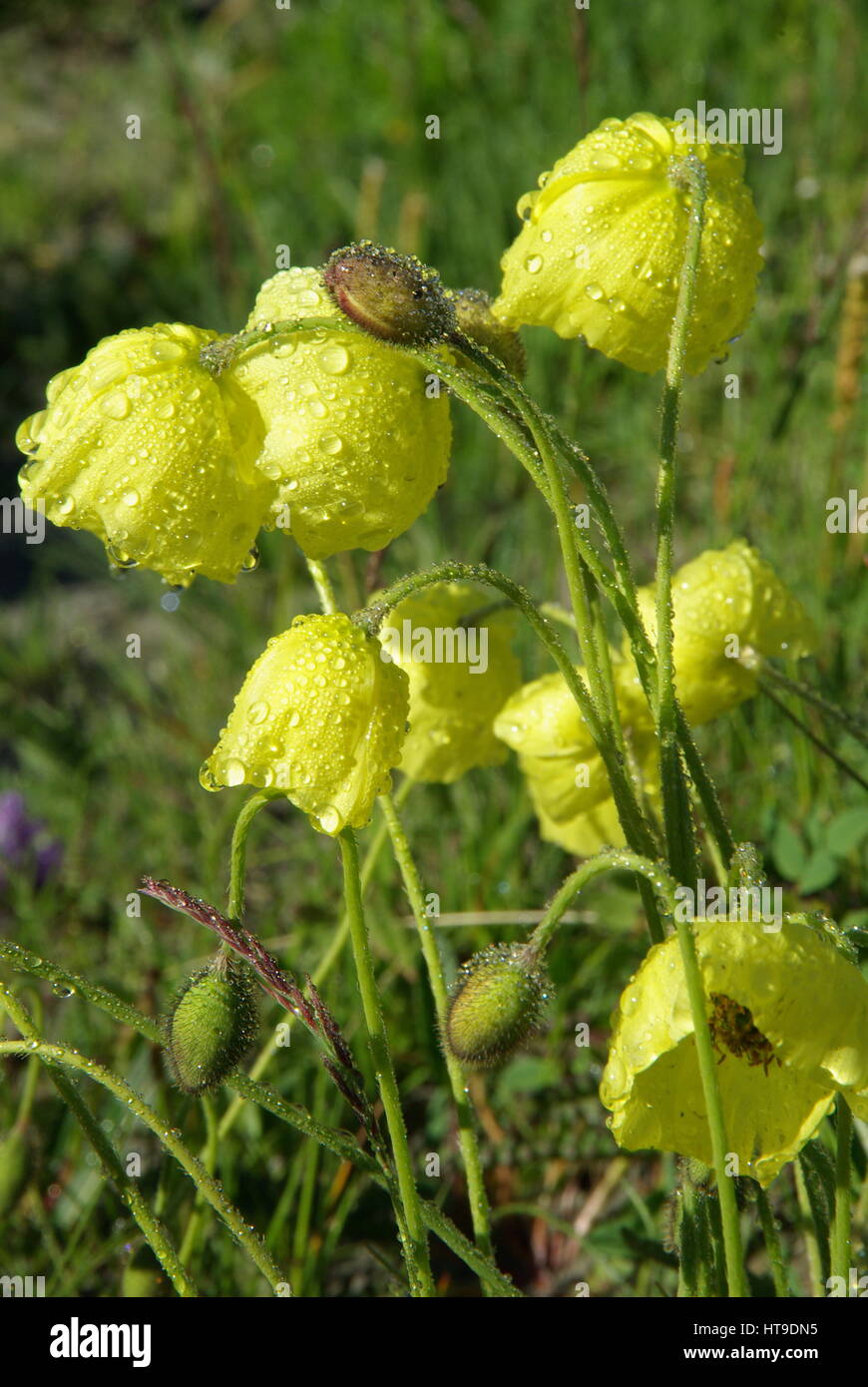 Beautiful mountain flowers. Flora of mountain ranges Stock Photo - Alamy