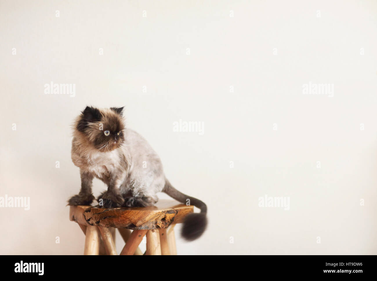 Extreme persian cat hi-res stock photography and images - Alamy