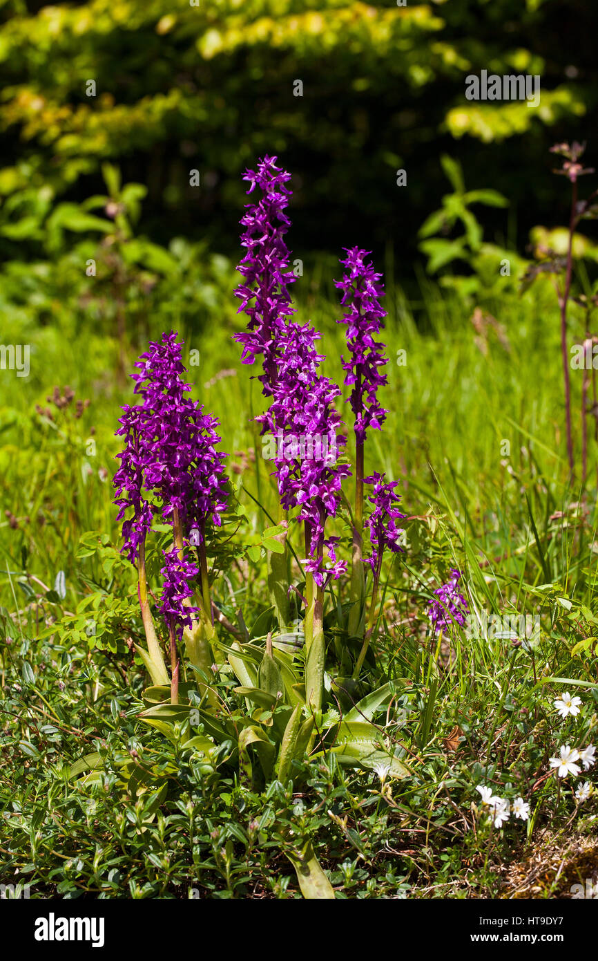 Southern early purple orchid Orchis olbiensis Col de Carri Vercors ...