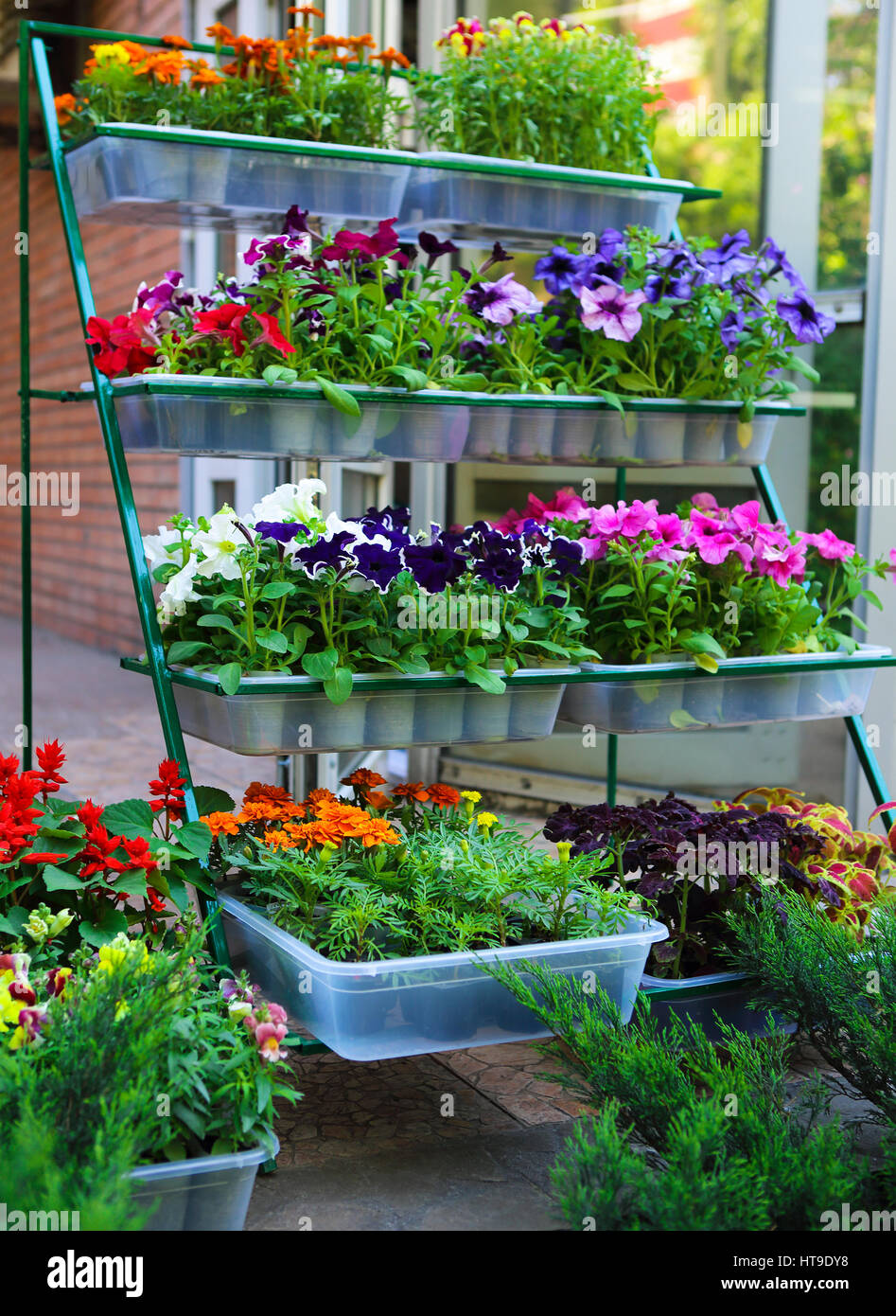 Colorful bright flowers on street market Stock Photo - Alamy