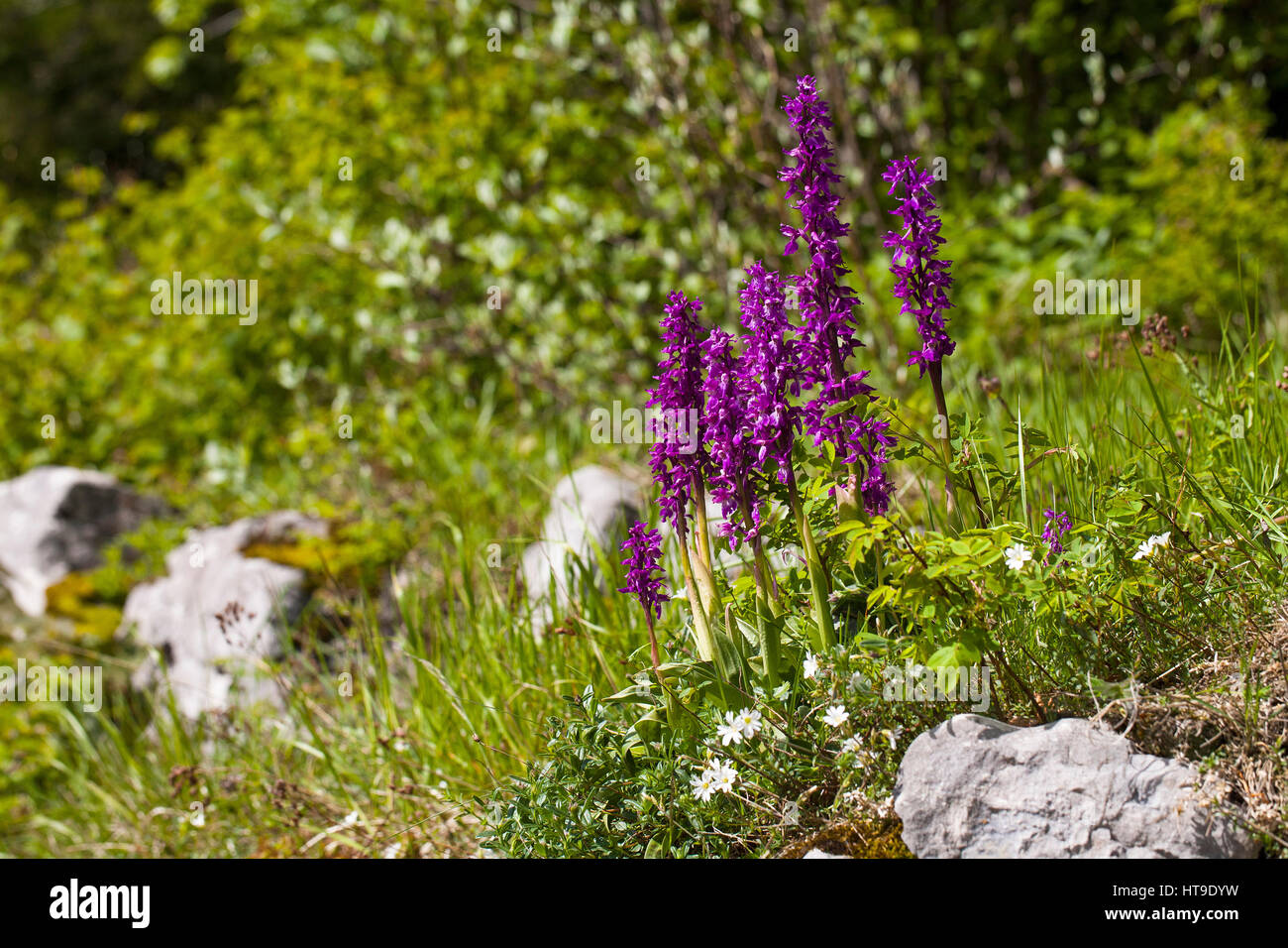Southern early purple orchid Orchis olbiensis Col de Carri Vercors ...