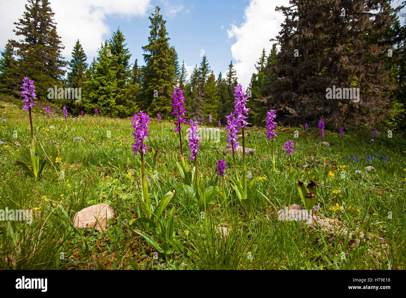 Orchis olbiensis hi-res stock photography and images - Alamy