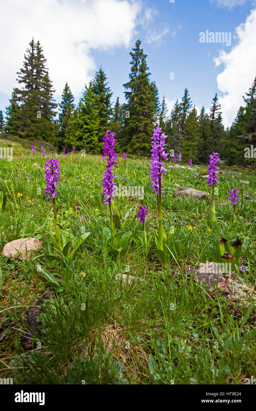 Orchis olbiensis hi-res stock photography and images - Alamy