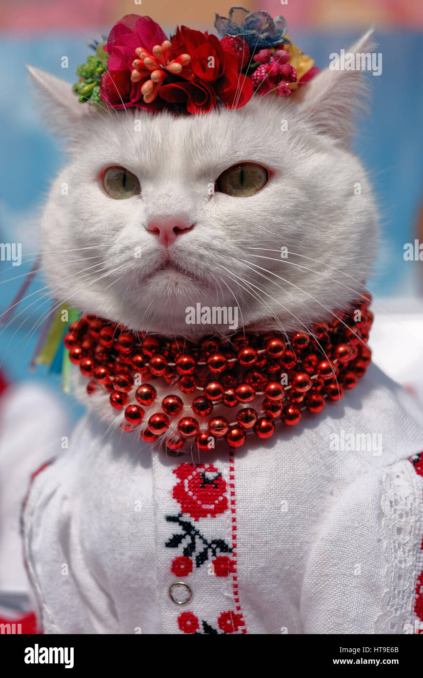 Kiev, Ukraine - October 1, 2016: White cat dressed in Ukrainian ...