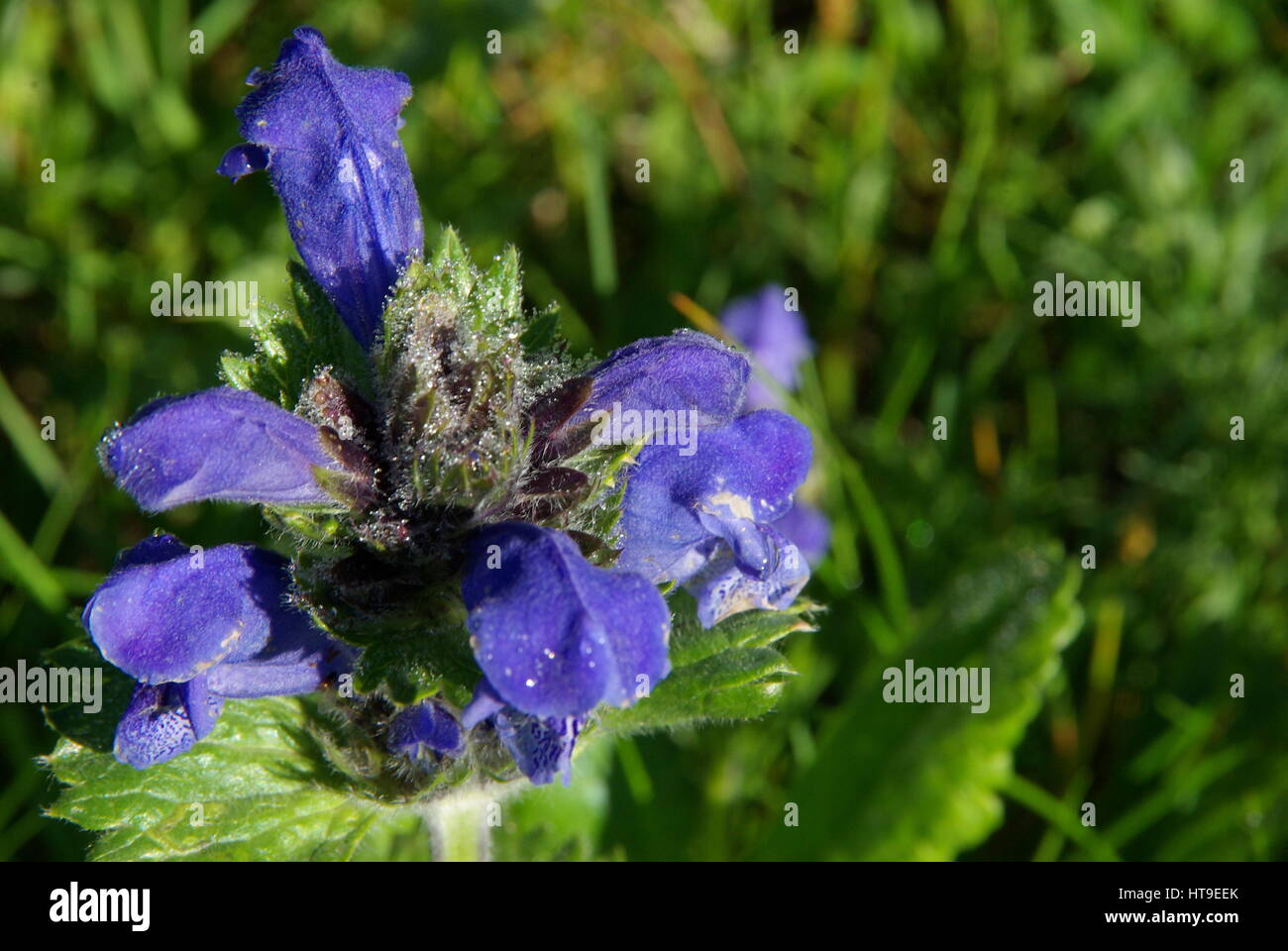 Beautiful mountain flowers. Flora of mountain ranges Stock Photo - Alamy