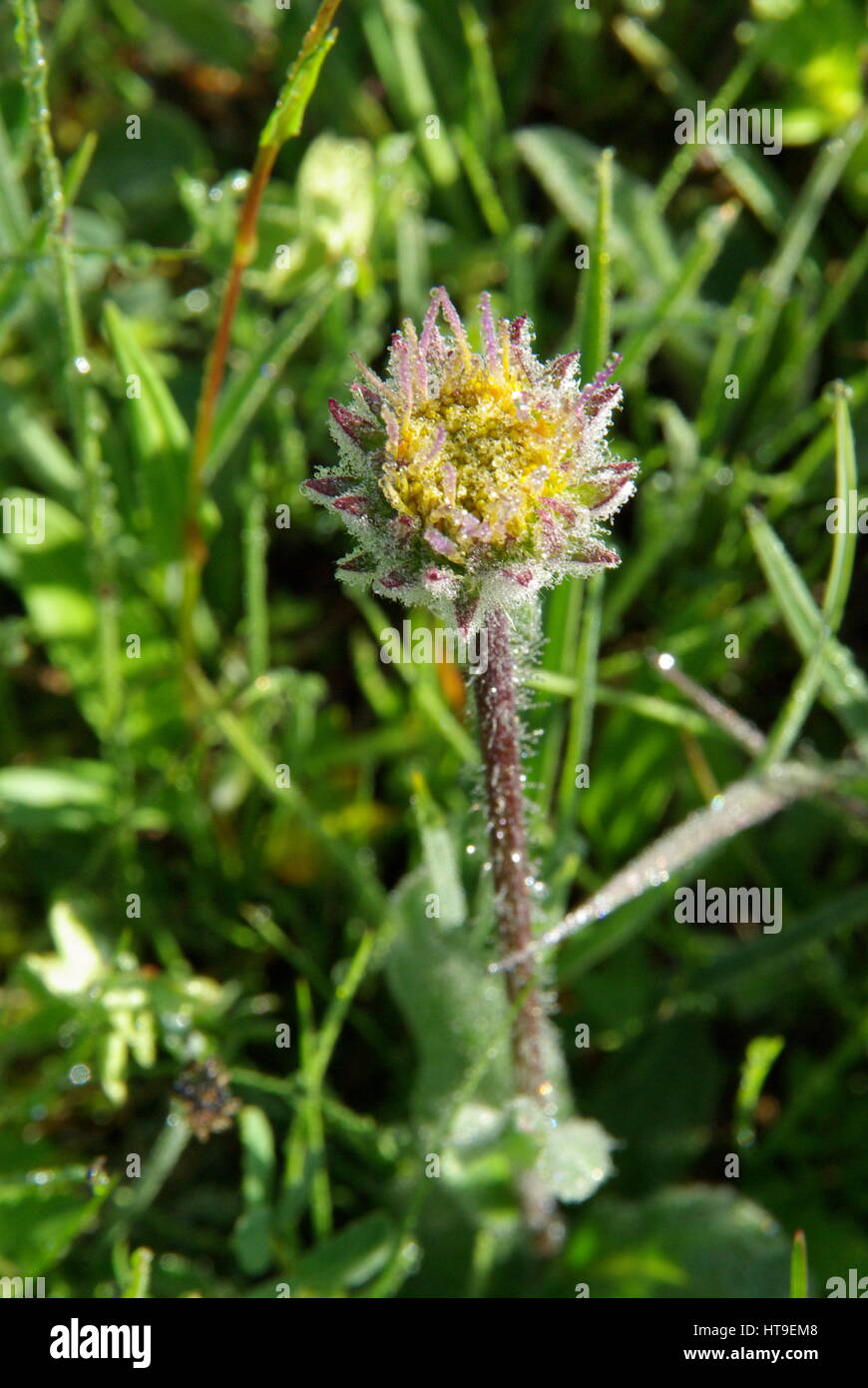 Beautiful mountain flowers. Flora of mountain ranges Stock Photo - Alamy