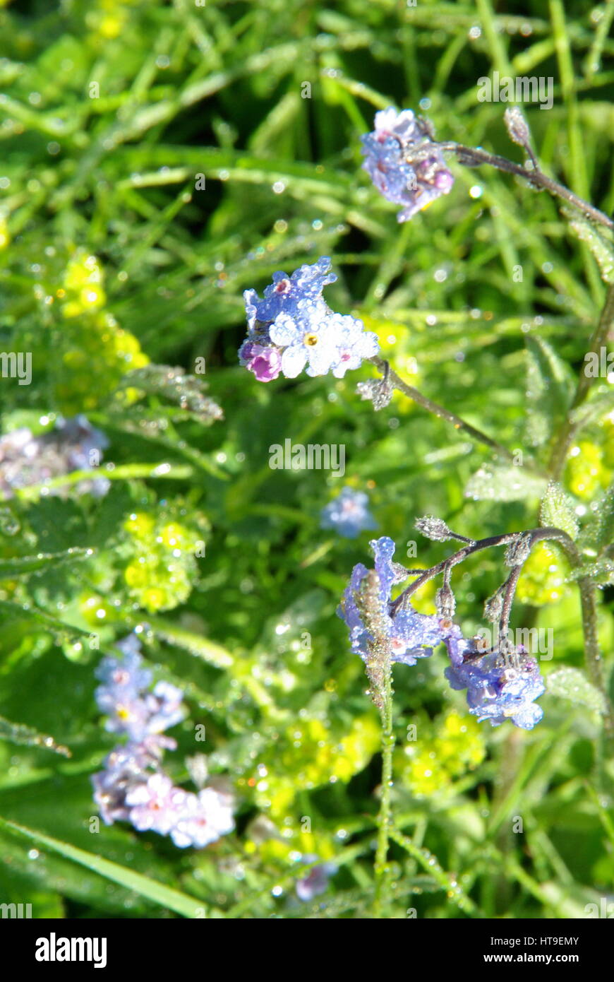 Beautiful mountain flowers. Flora of mountain ranges Stock Photo - Alamy