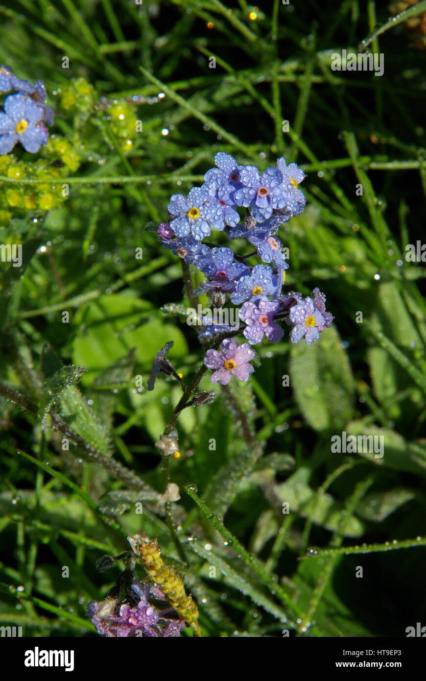 Beautiful mountain flowers. Flora of mountain ranges Stock Photo - Alamy