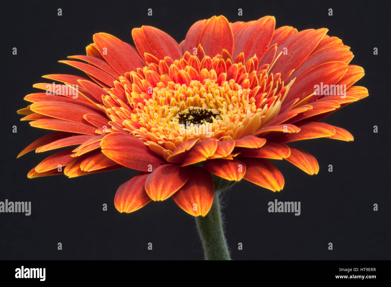 Germini flower hi-res stock photography and images - Alamy