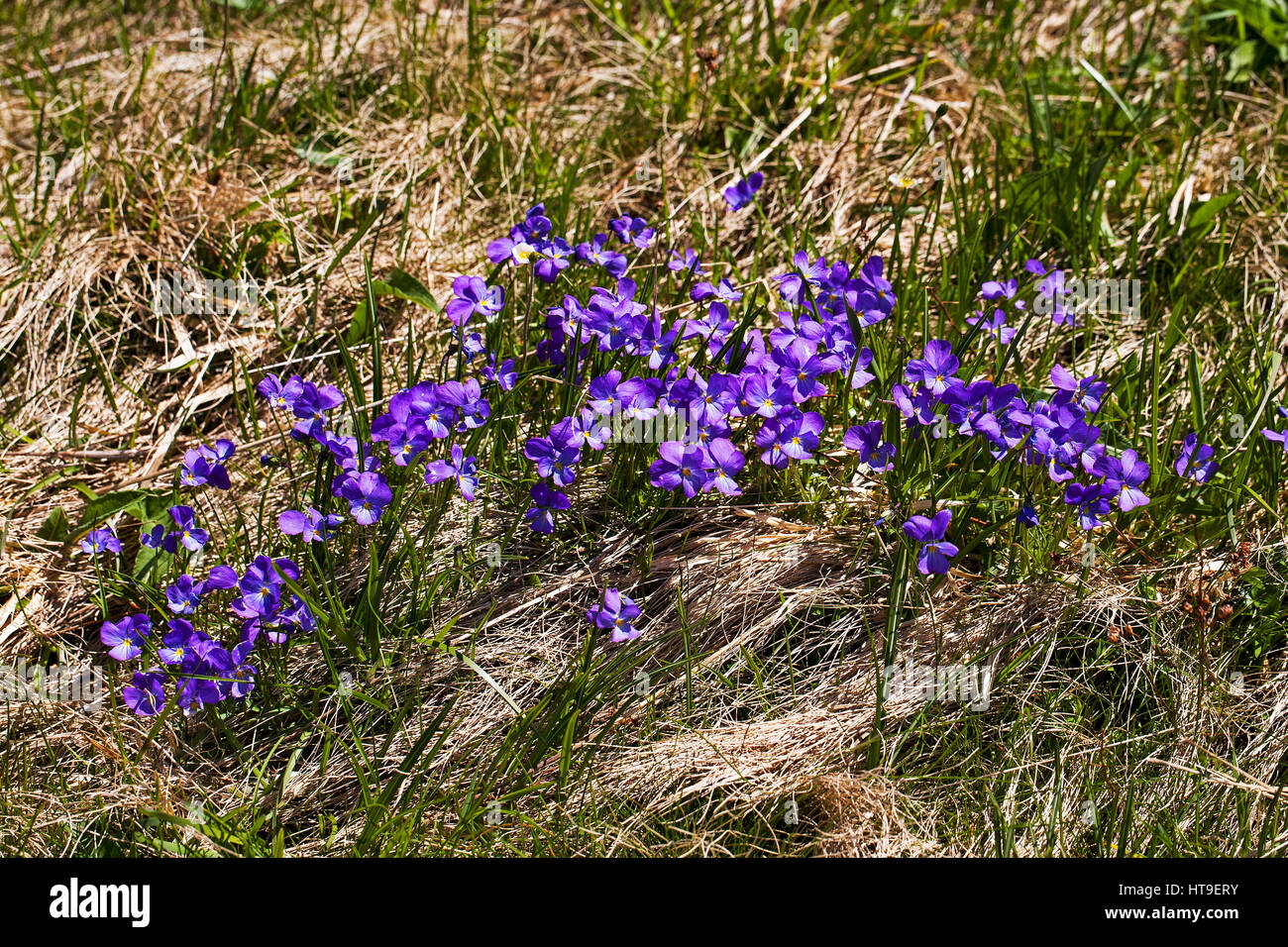 Long spurred flowers hi-res stock photography and images - Alamy