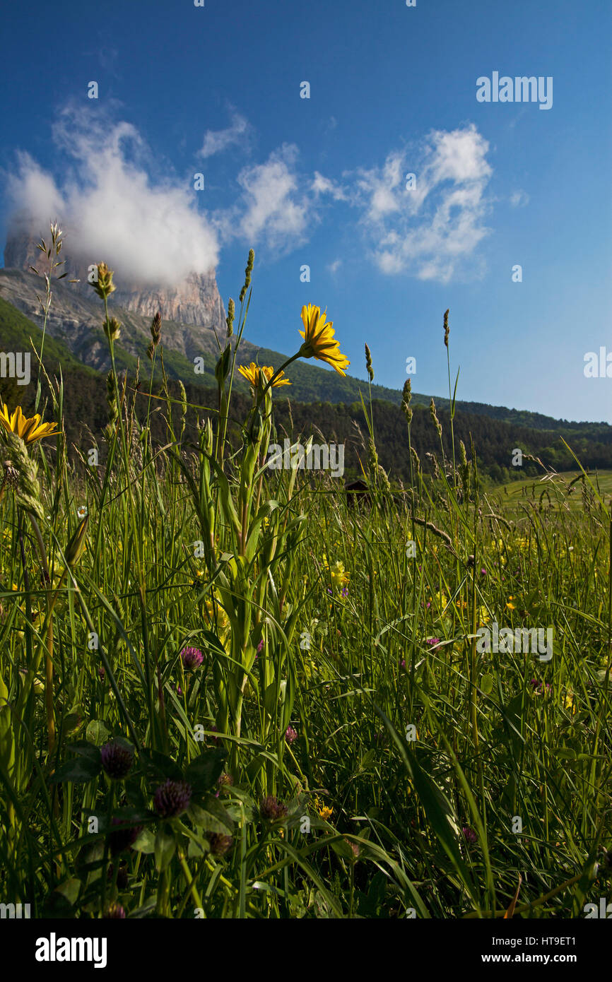 Yellow ox-eye Buphthalmum salicifolium in wildflower meadow with Mont ...