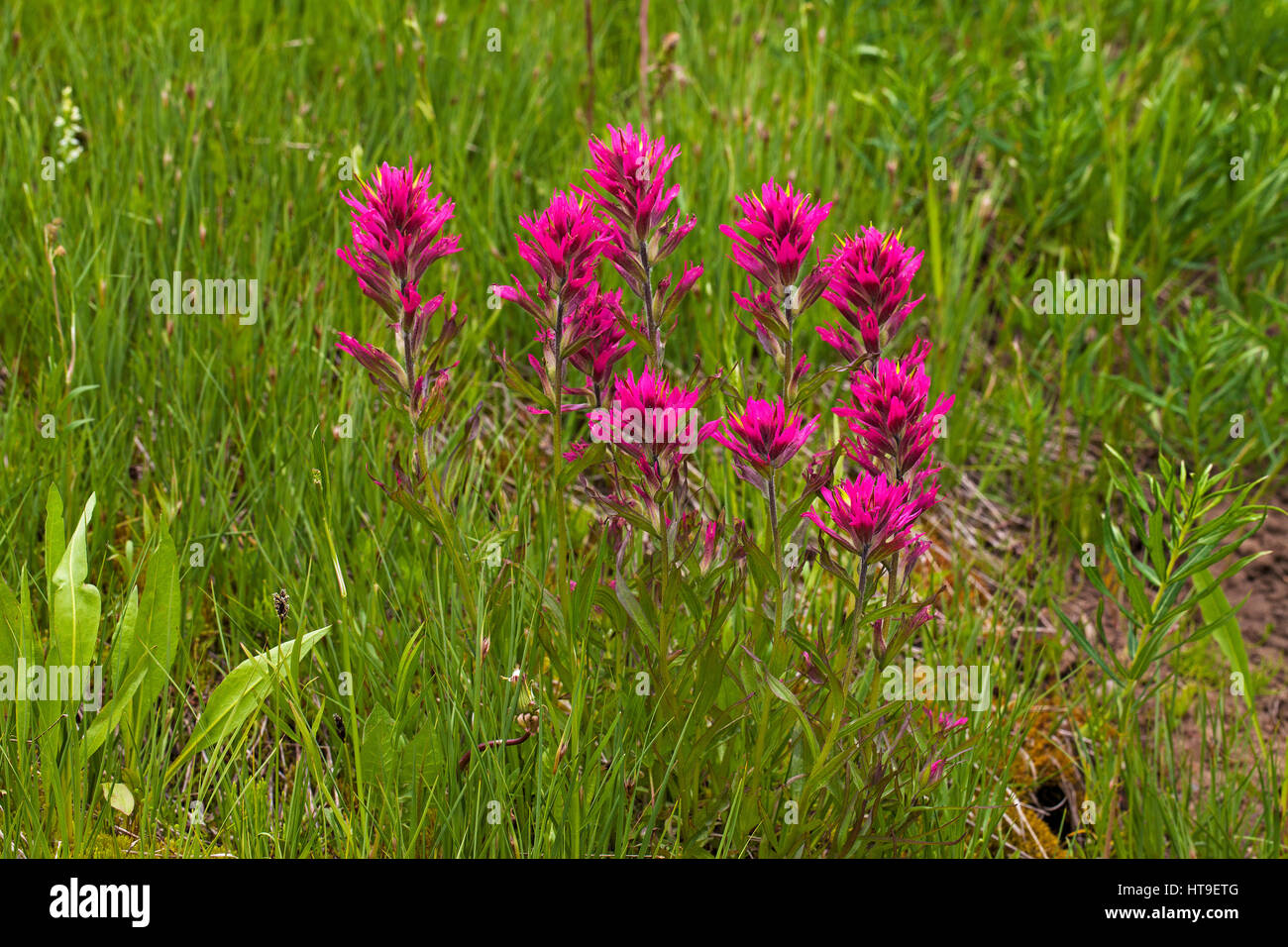 Alpine paintbrush Castelleja rhexifolia among grasses at roadside The ...