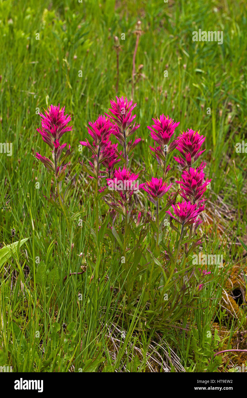 Alpine paintbrush Castelleja rhexifolia among grasses at roadside The ...