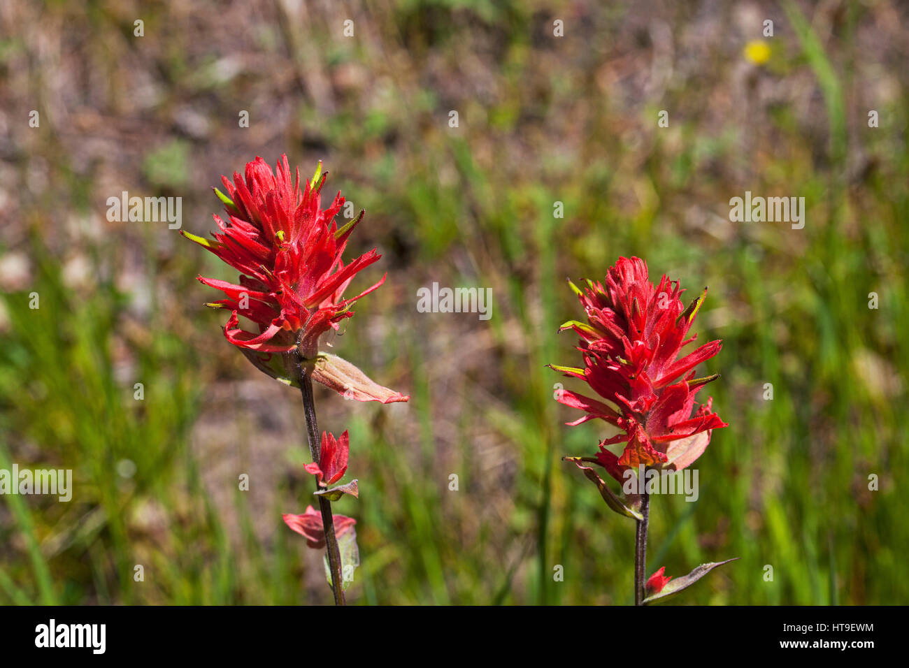 Alpine paintbrush Castelleja rhexifolia among grasses at roadside The ...