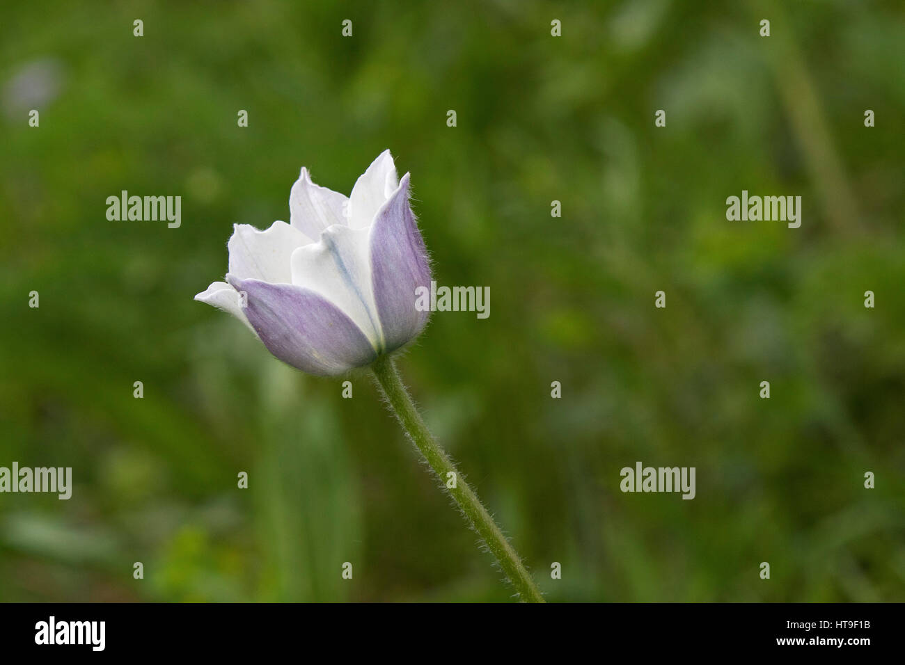 Alpine pasque flower Pulsatilla alpina close-up of flower Haut Plateau ...