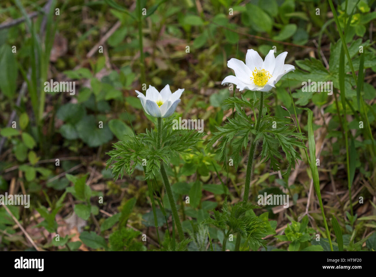 Alpine pasque flower Pulsatilla alpina Haut Plateau Reserve Vercors ...