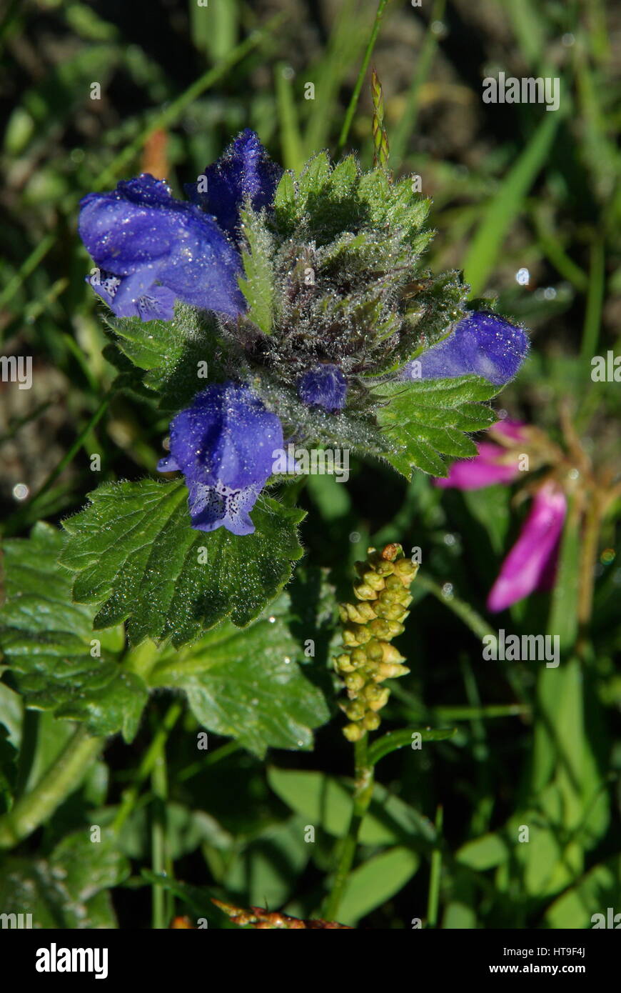 Beautiful mountain flowers. Flora of mountain ranges Stock Photo - Alamy
