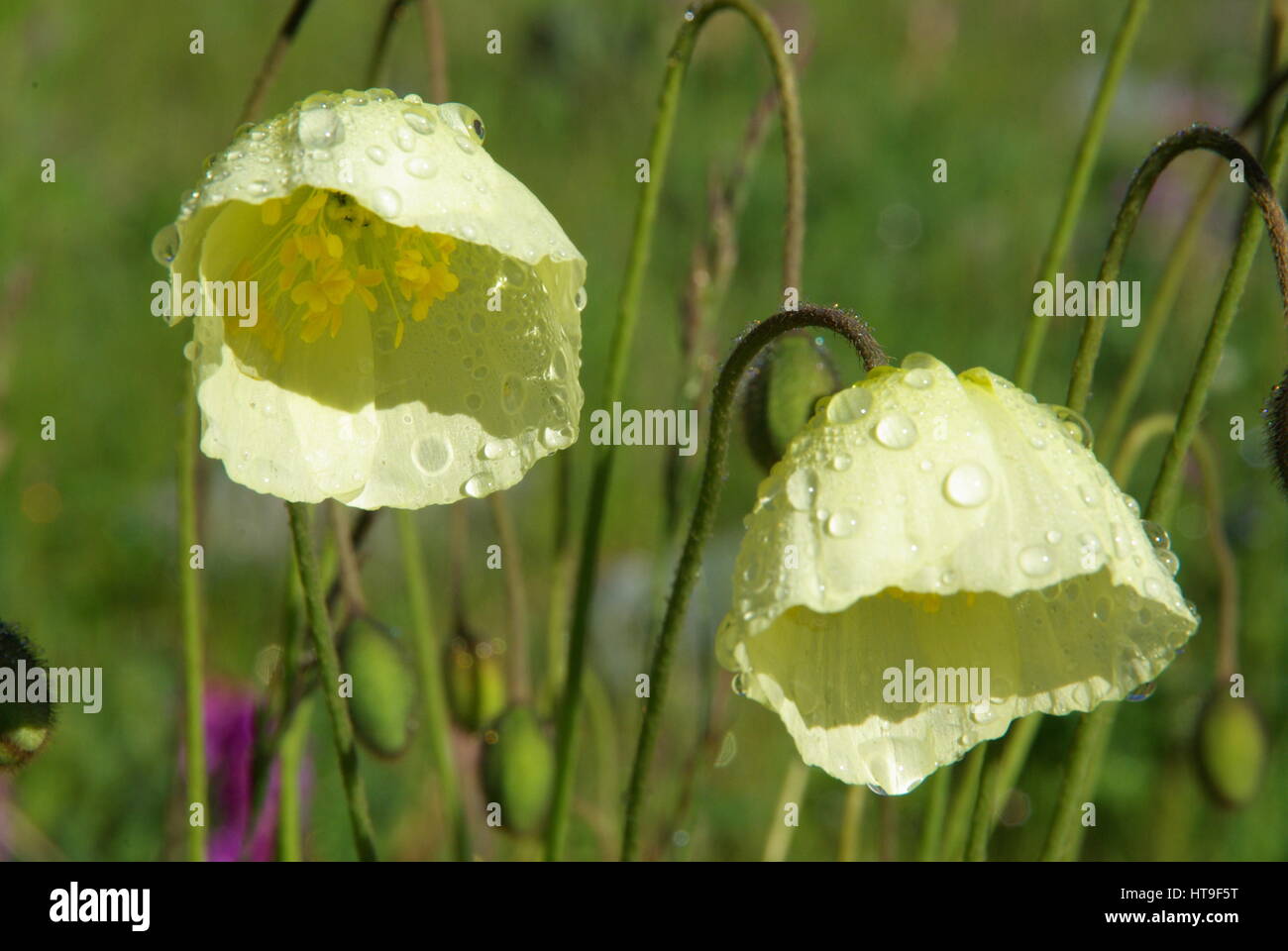 Beautiful mountain flowers. Flora of mountain ranges Stock Photo - Alamy