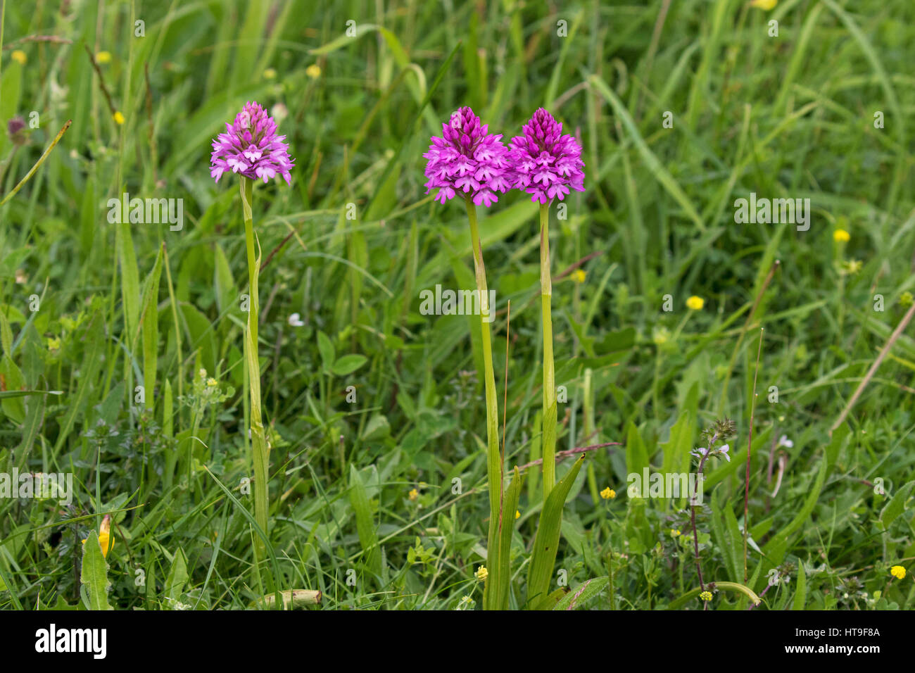 Pyramidal orchid Anacamptis pyramidalis on chalk downland Noar Hill ...