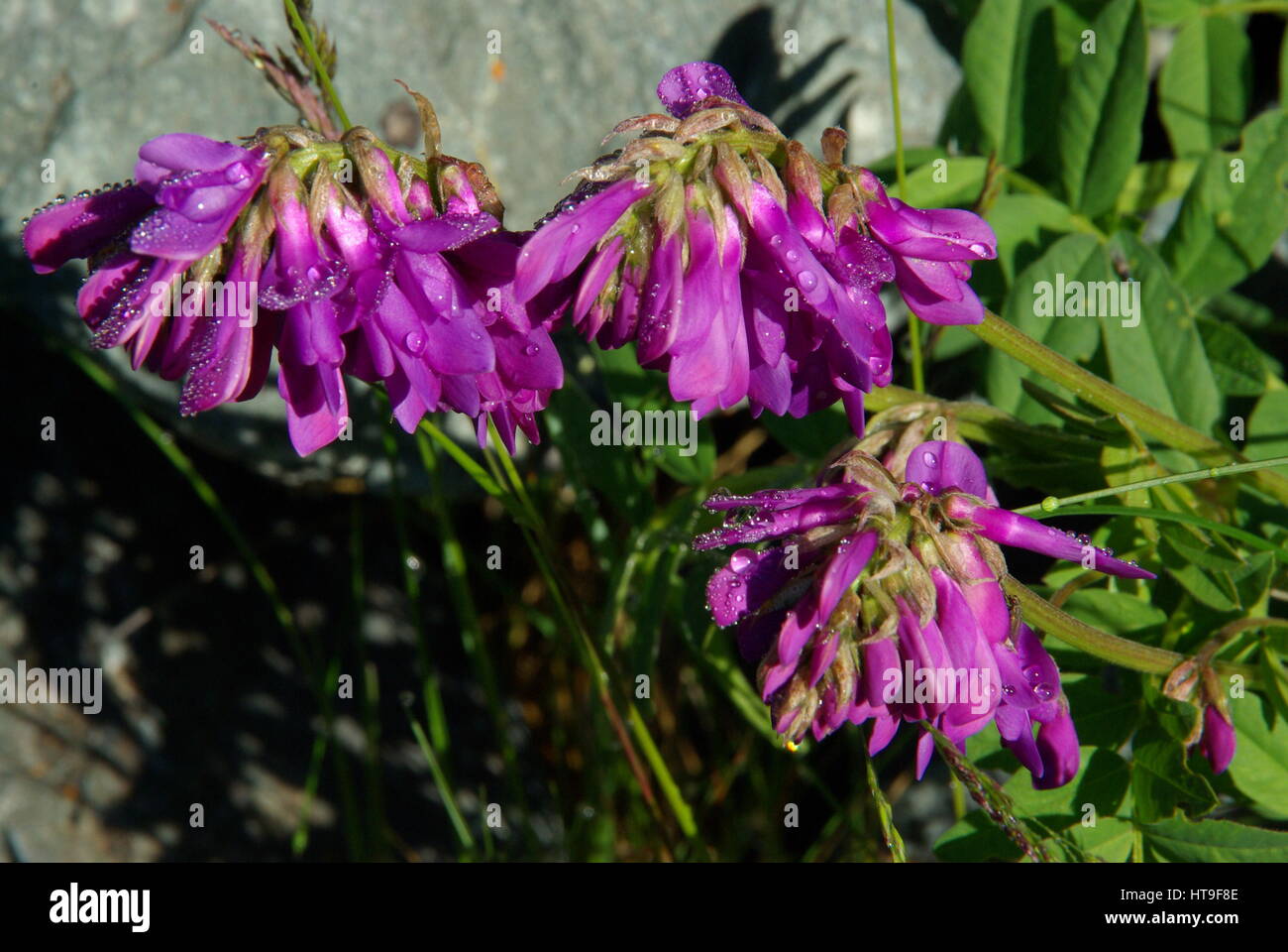 Beautiful mountain flowers. Flora of mountain ranges Stock Photo - Alamy
