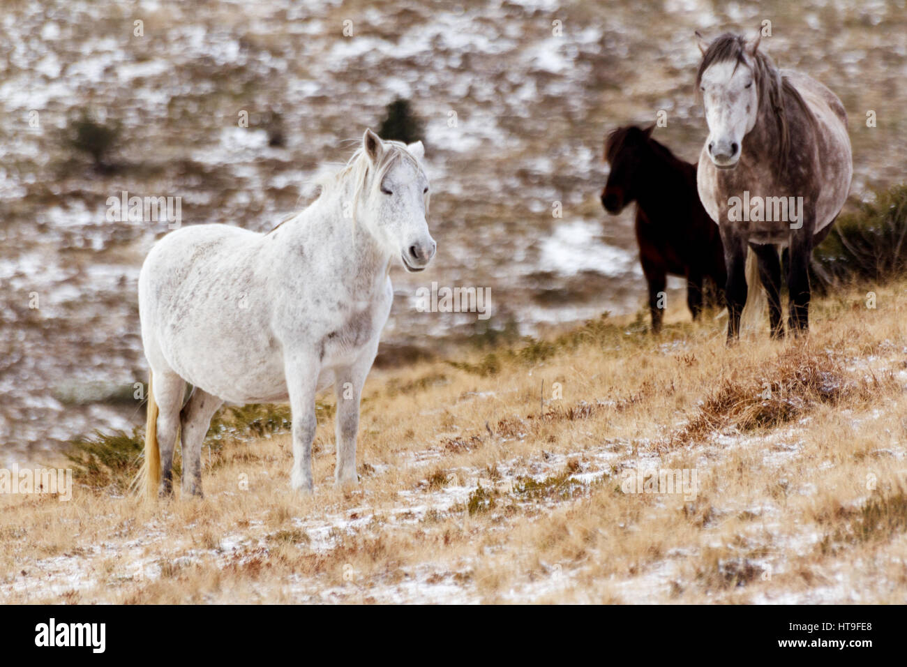 Wild white mustang horse, resting in a snowy field looking relaxed ...