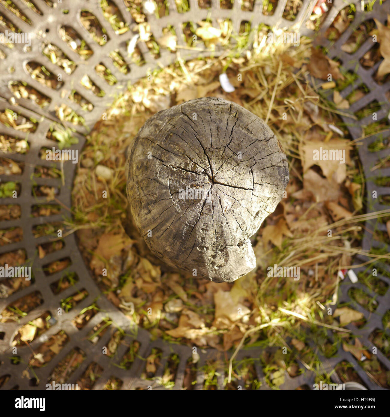 Paris tree stump hi-res stock photography and images - Alamy