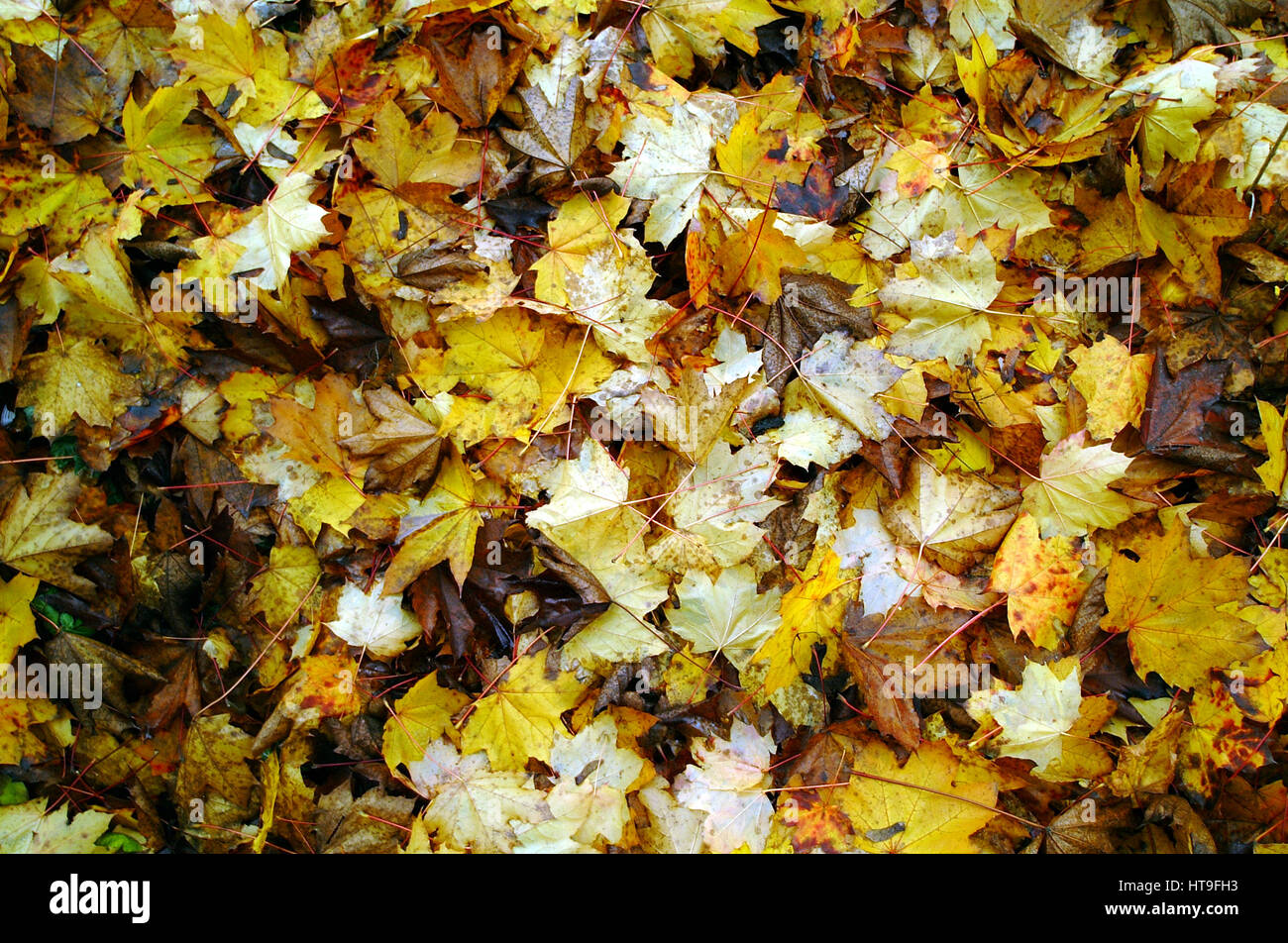 Fallen leaves on the ground in autumn Stock Photo - Alamy