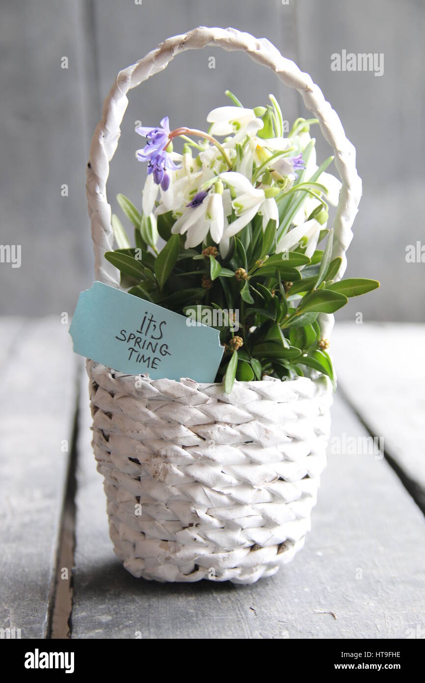 Spring snowdrop flowers in wicker basket on rustic table Stock Photo ...