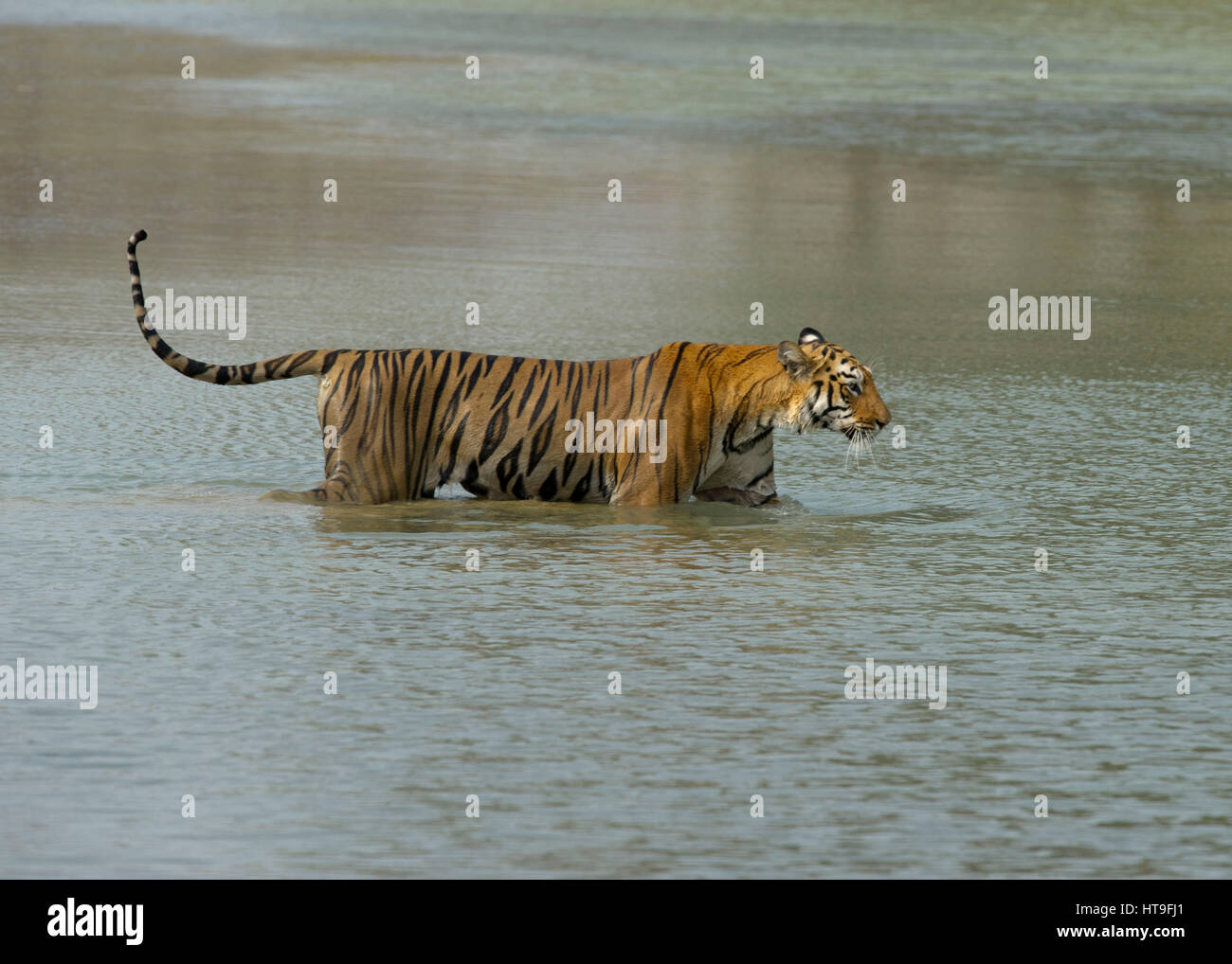 Tiger Watching In India Bandhavgarh High Resolution Stock Photography ...