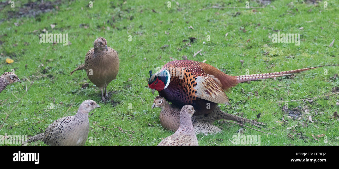 Male Pheasant Phasianus colchicus mating in woodland glade Stock Photo ...