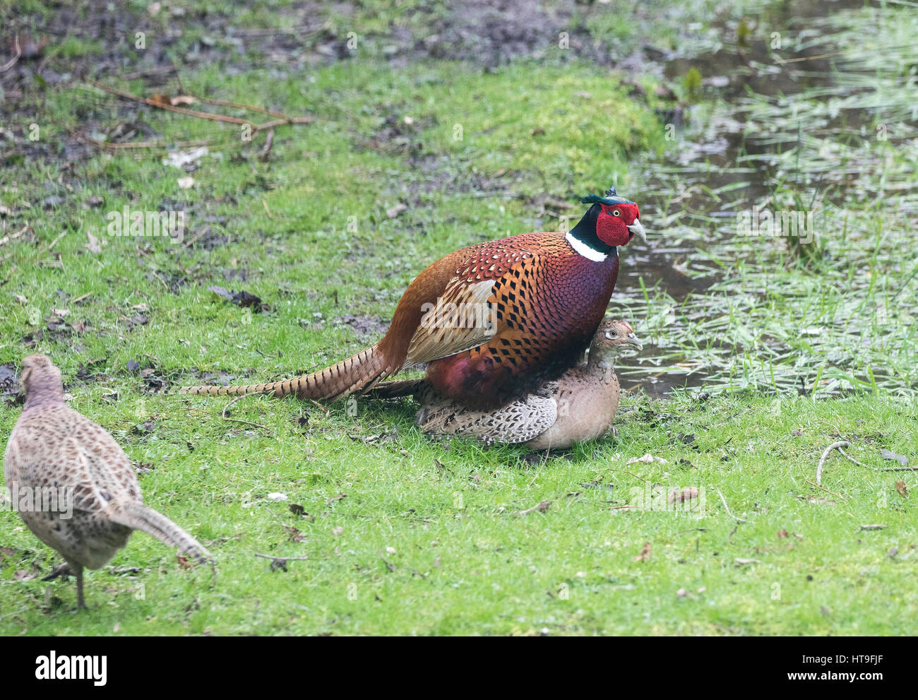 Male Pheasant Phasianus colchicus mating in woodland glade Stock Photo ...