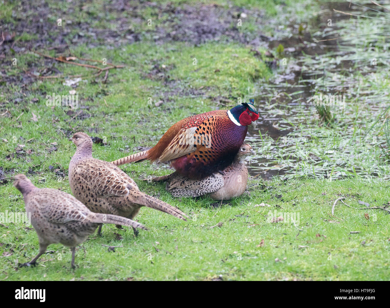 Male Pheasant Phasianus colchicus mating in woodland glade Stock Photo ...