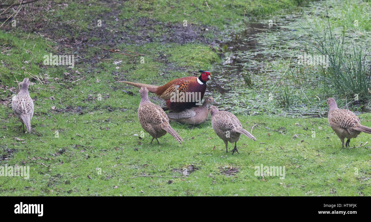 Male Pheasant Phasianus colchicus mating in woodland glade Stock Photo ...