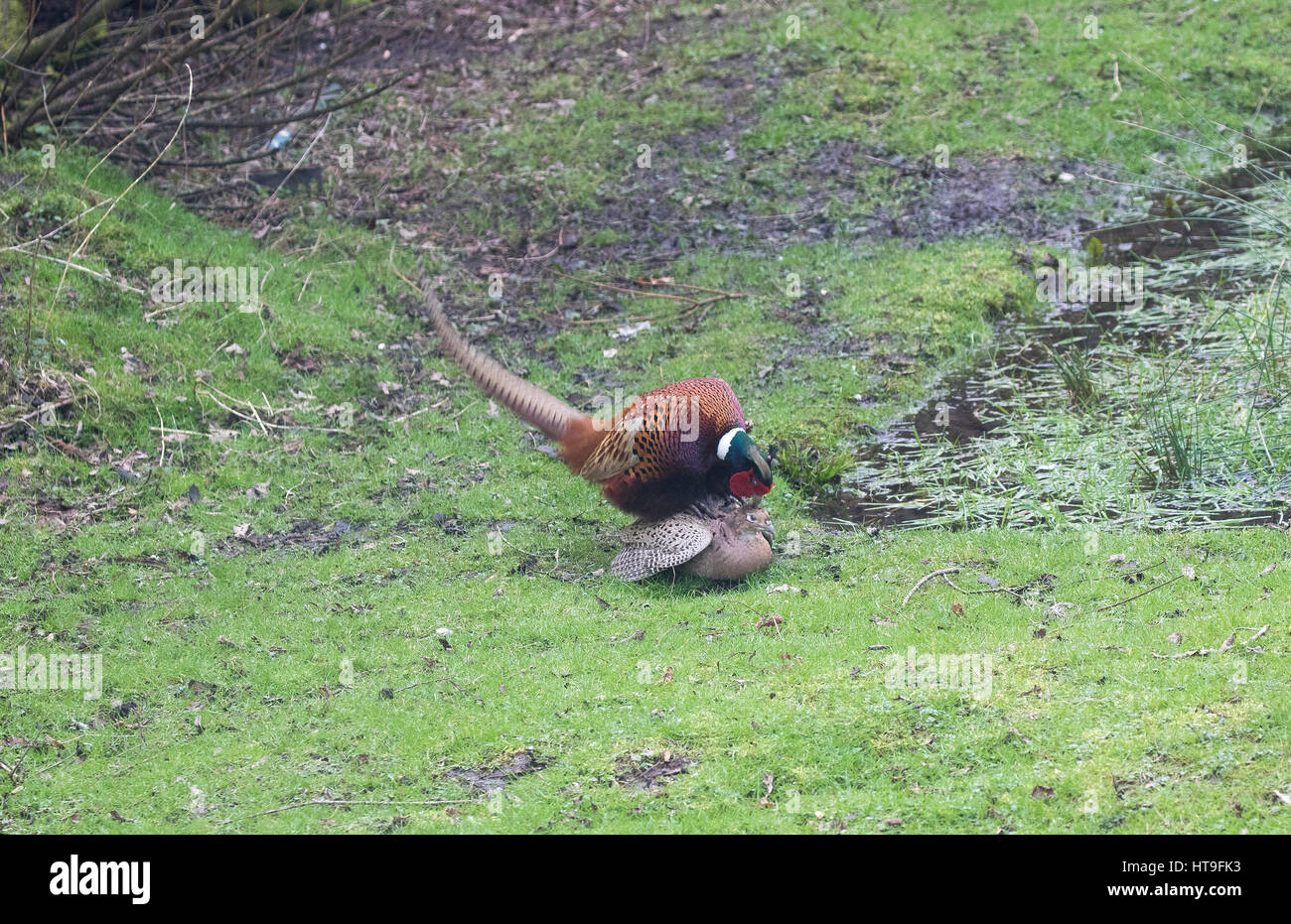 Male Pheasant Phasianus colchicus mating in woodland glade Stock Photo ...