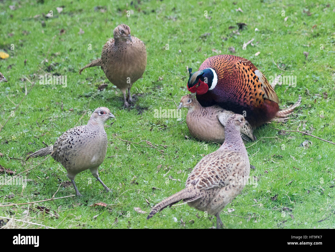 Male Pheasant Phasianus colchicus mating in woodland glade Stock Photo ...