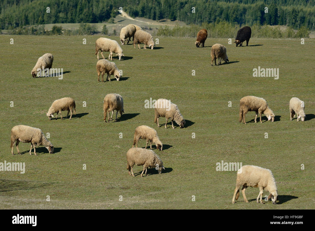 Herd of sheep pasture in the mountains Stock Photo - Alamy